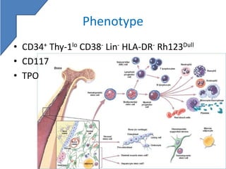 Stem cell enumeration | PPTX