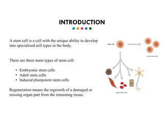 Stem cells for artificial organ regeneration | PPT