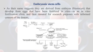 Stem cell therapy & gene therapy | PPTX