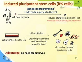 Comprehensive Overview of Stem Cell Therapy and Gene Therapy in ...