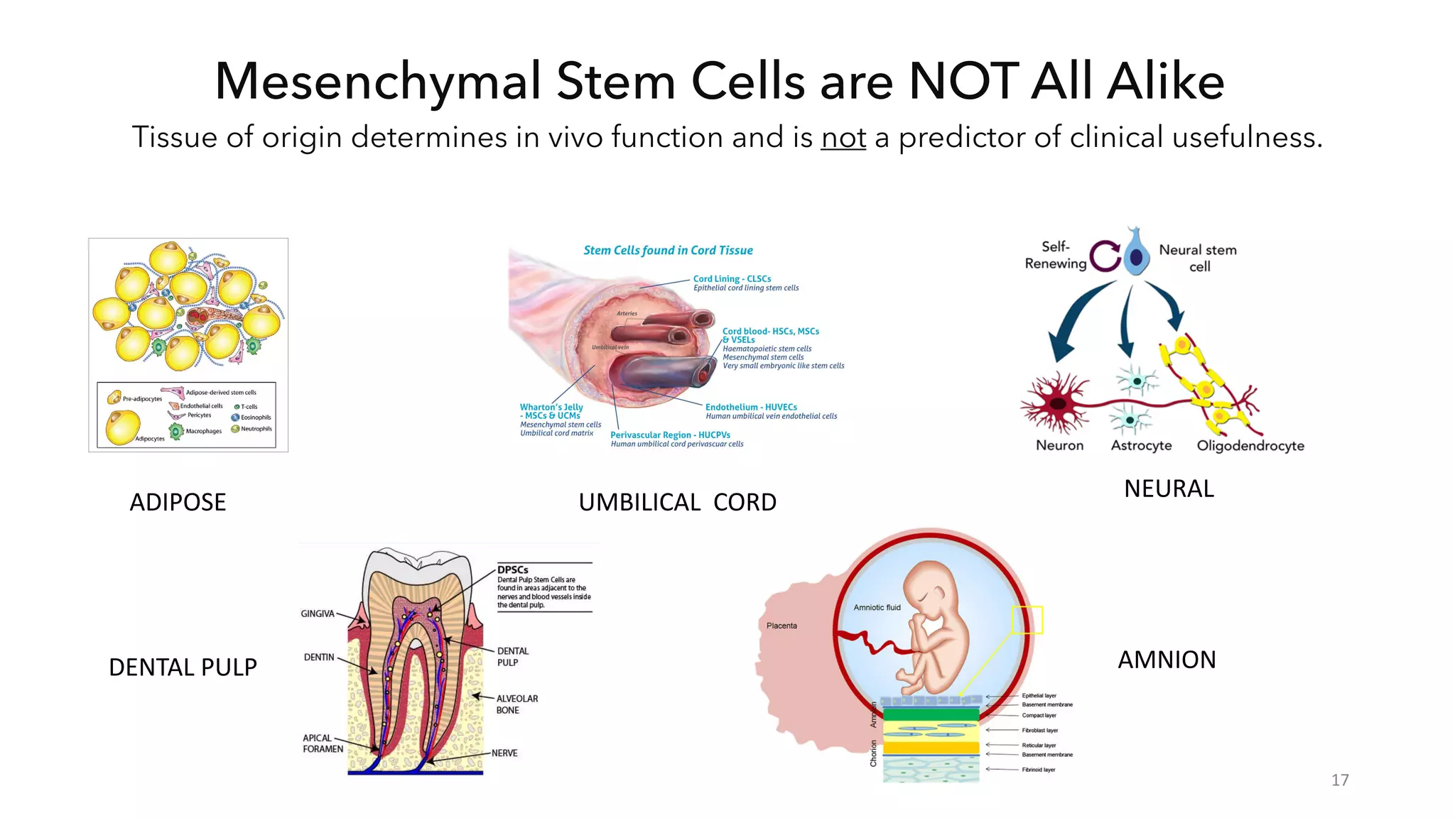 Stem Cell Growth Factor Exosomes for Hair Regrowth - DrAlanBauman_final | PDF
