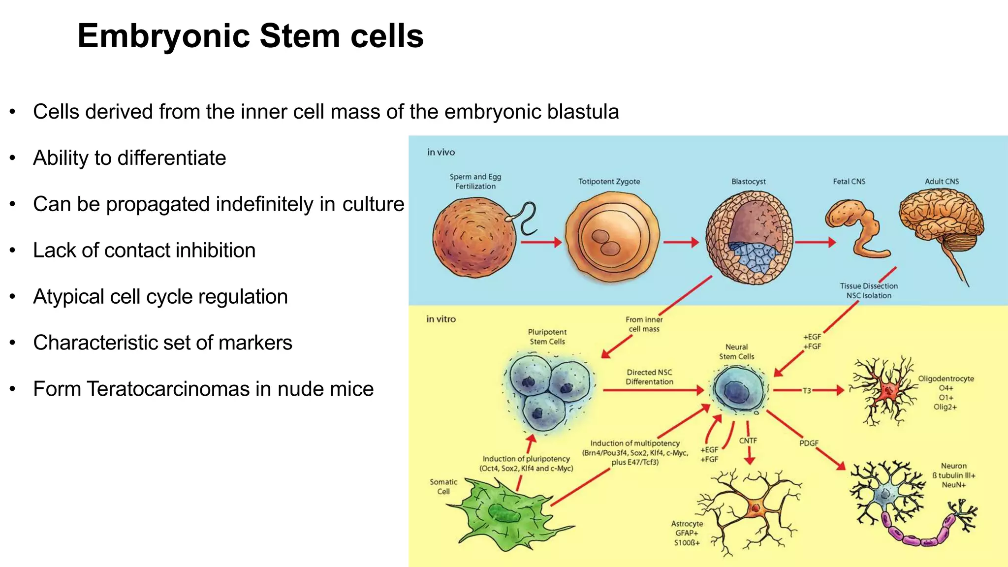Stem cell in Neurosurgery | PPTX
