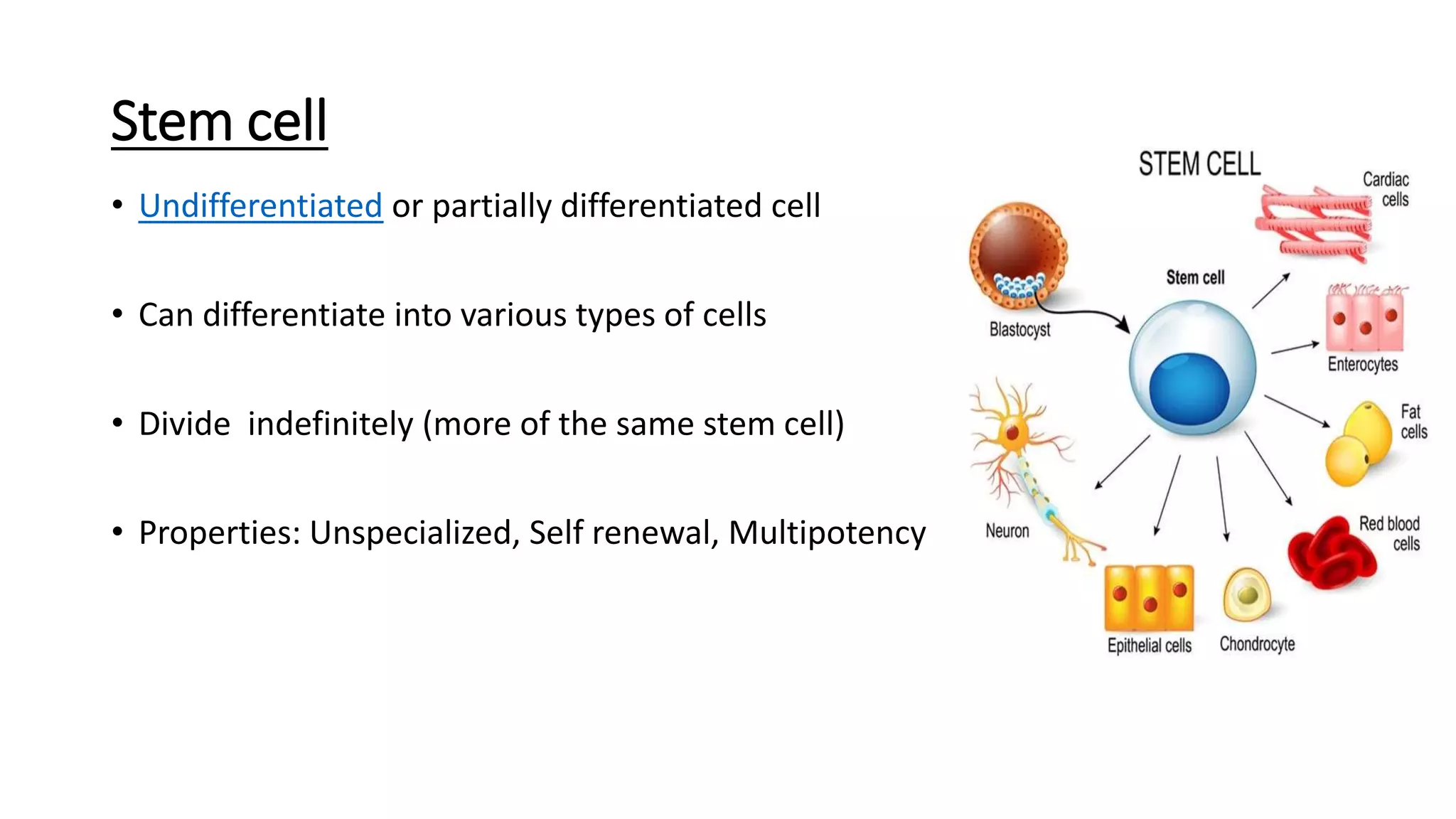 Stem cell in Neurosurgery | PPTX