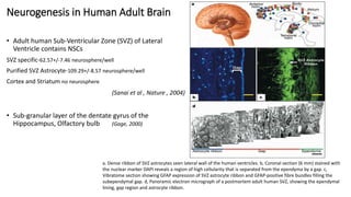 Stem cell in Neurosurgery | PPTX