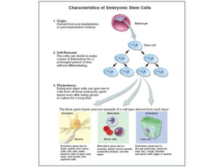 Stem cell & it's types | PPTX