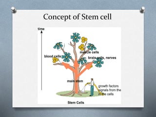 Stem cell & it's types | PPTX
