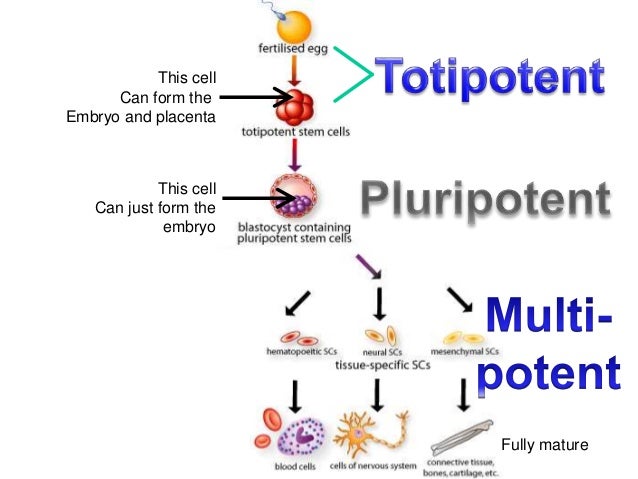 Stem cell & it's types