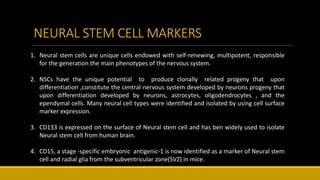 Stem cell markers | PPTX