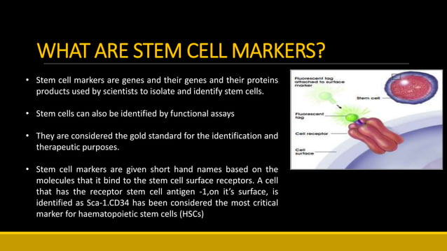 Stem cell markers | PPTX | Genetics | Science
