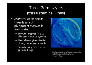 Stem Cell Powerpoint with teacher notes.pdf