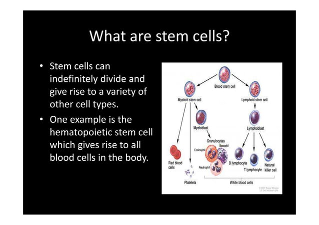 Stem Cell Powerpoint with teacher notes.pdf