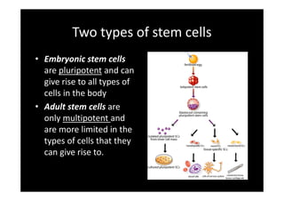 Stem Cell Powerpoint with teacher notes.pdf