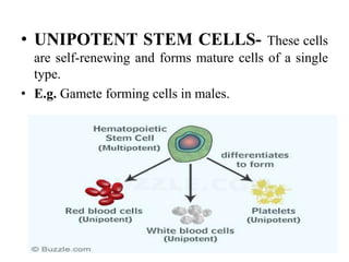 An overview:Stem cells | PPTX