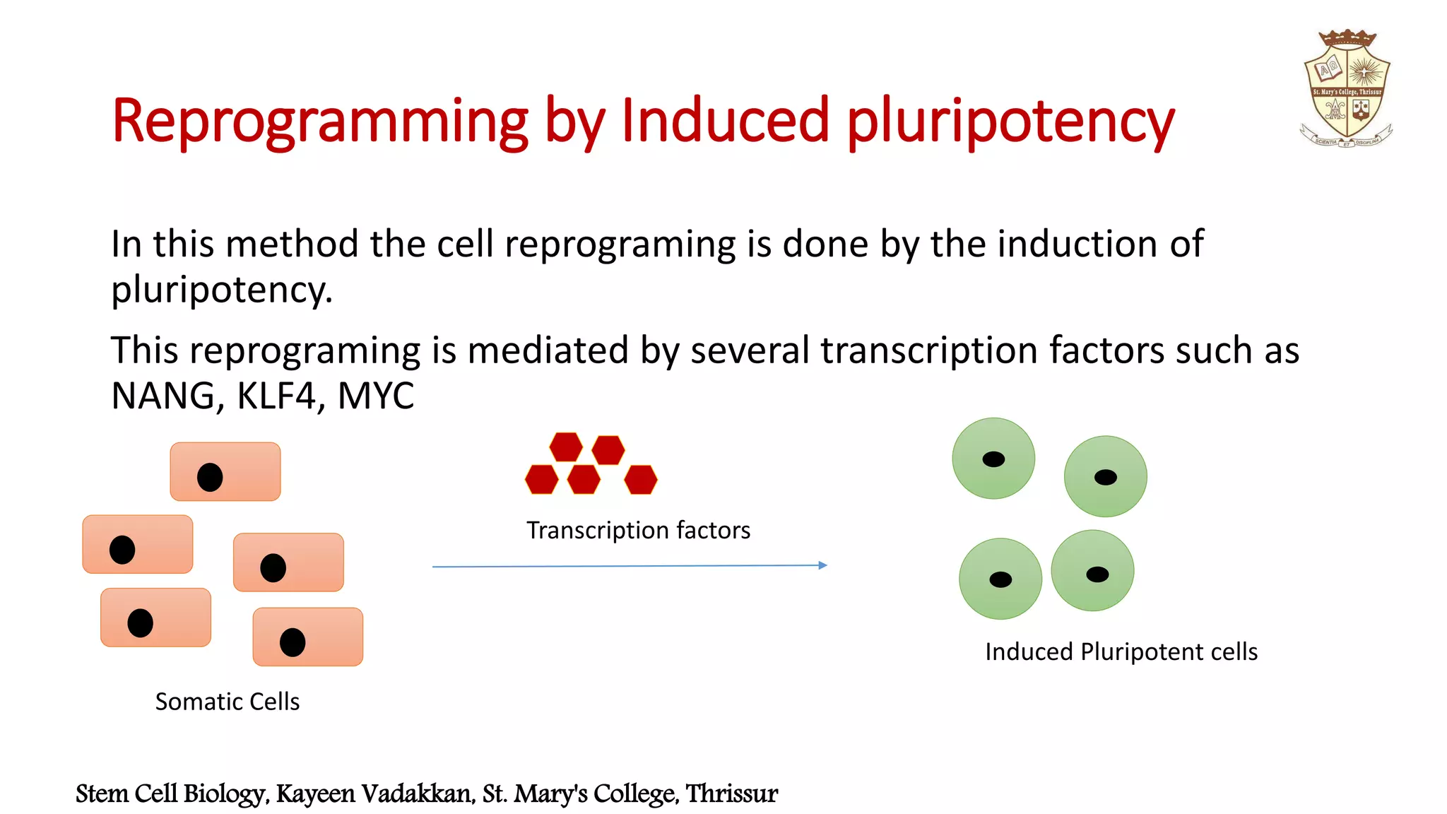 Stem cell programming | PPTX