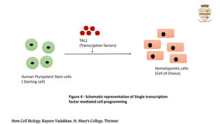 Stem cell programming | PPTX