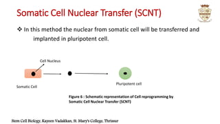 Stem cell programming | PPTX