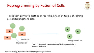 Stem cell programming | PPTX