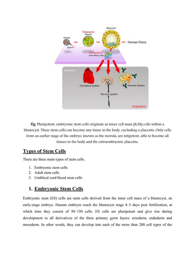 Stem Cell Research & Related Ethical Issues | PDF | Free Download