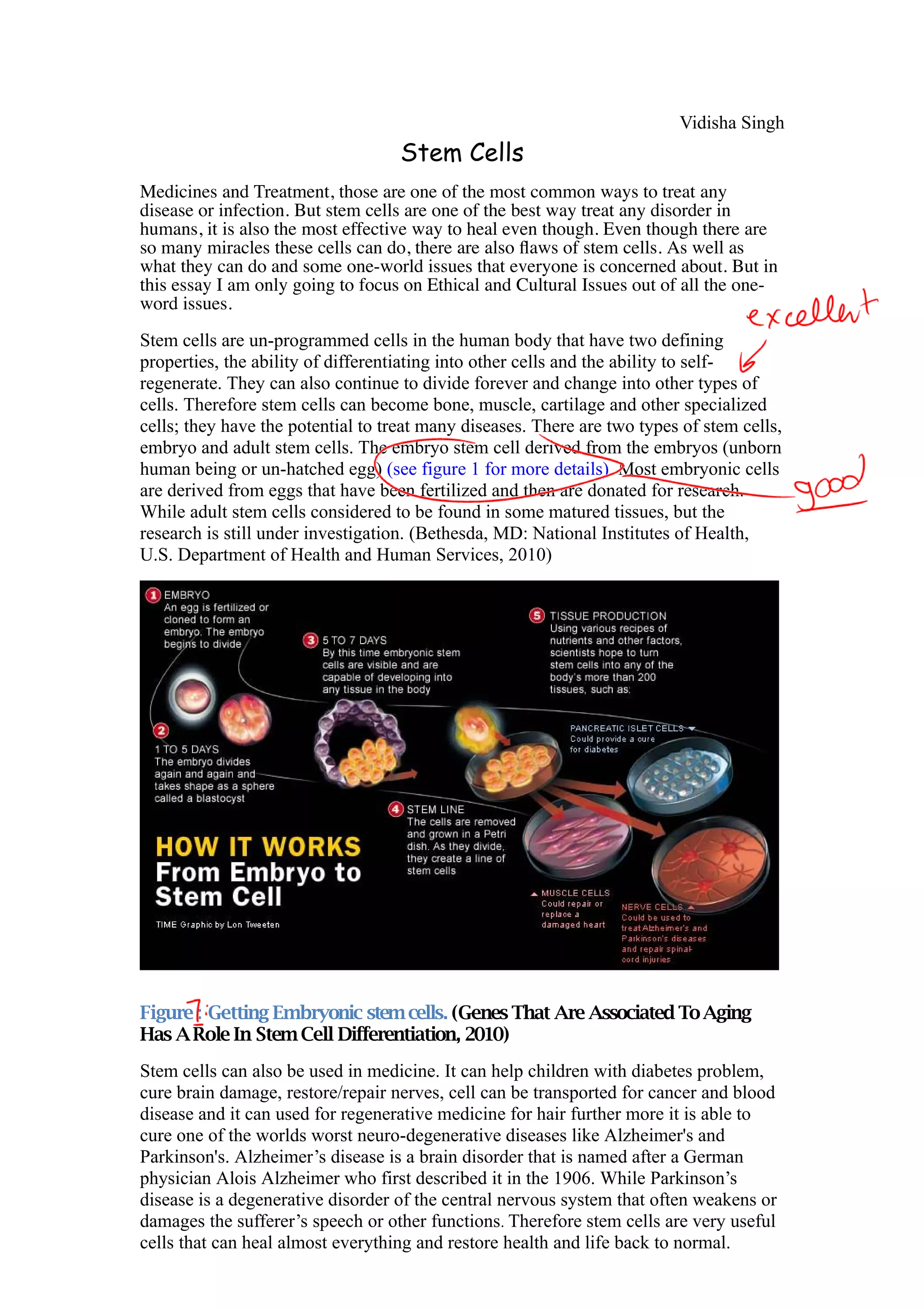 Stem Cell Essay | PDF