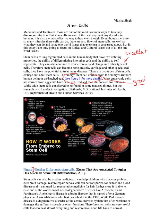 Stem Cell Essay | PDF