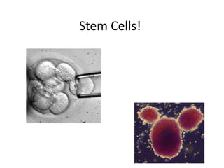 Stem cells! | PPTX | Biological Sciences | Science