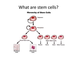 Stem cells! | PPTX | Biological Sciences | Science