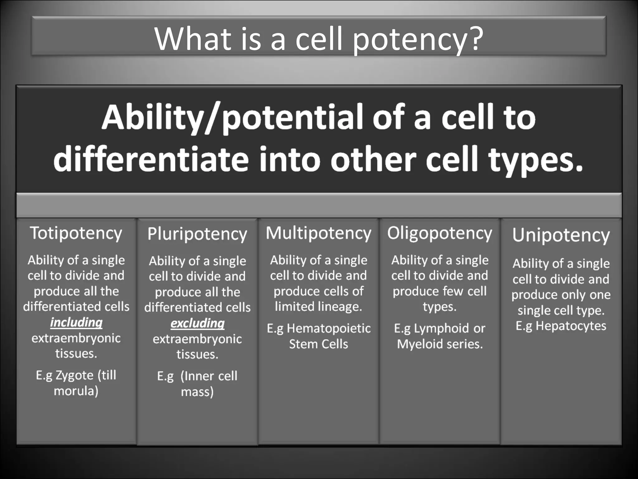 Stem cells | PPT