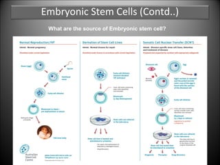 Stem cells | PPT