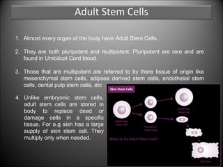 Stem cells | PPT