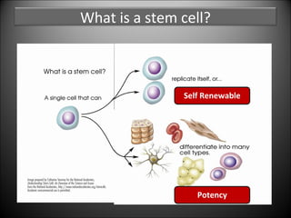 Stem cells | PPT