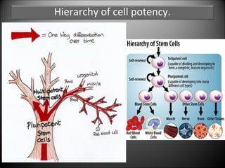 Stem cells | PPT