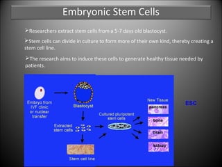 Stem cells | PPT