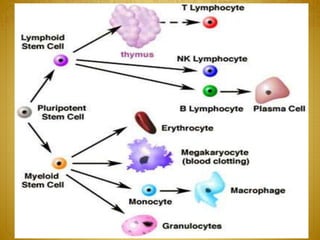 Therapeutic uses of stem cells | PPTX