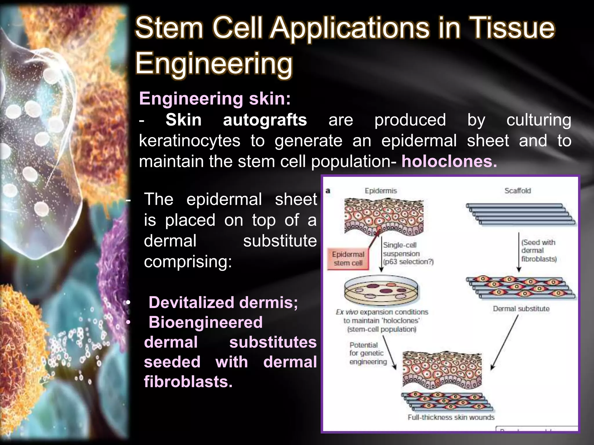 Stem Cells and Tissue Engineering: past, present and future | PPTX