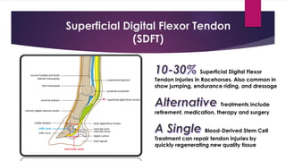 Blood-derived Stem Cells for Superficial Digital Flexor Tendon Injuries ...