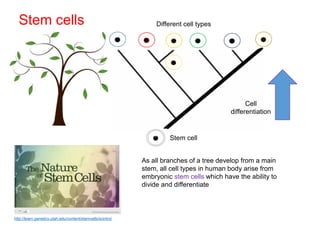 Stem cells | PPTX