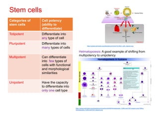 Stem cells | PPTX