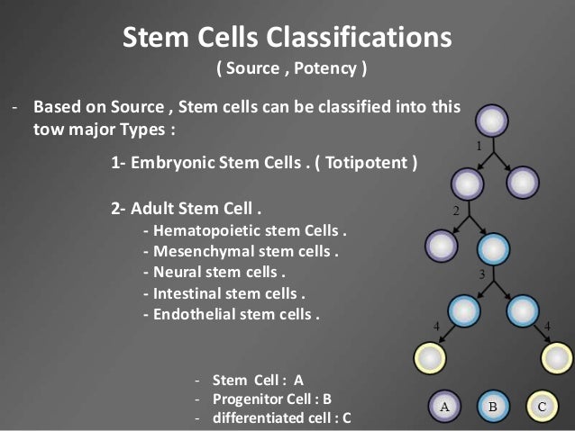 Stem Cells