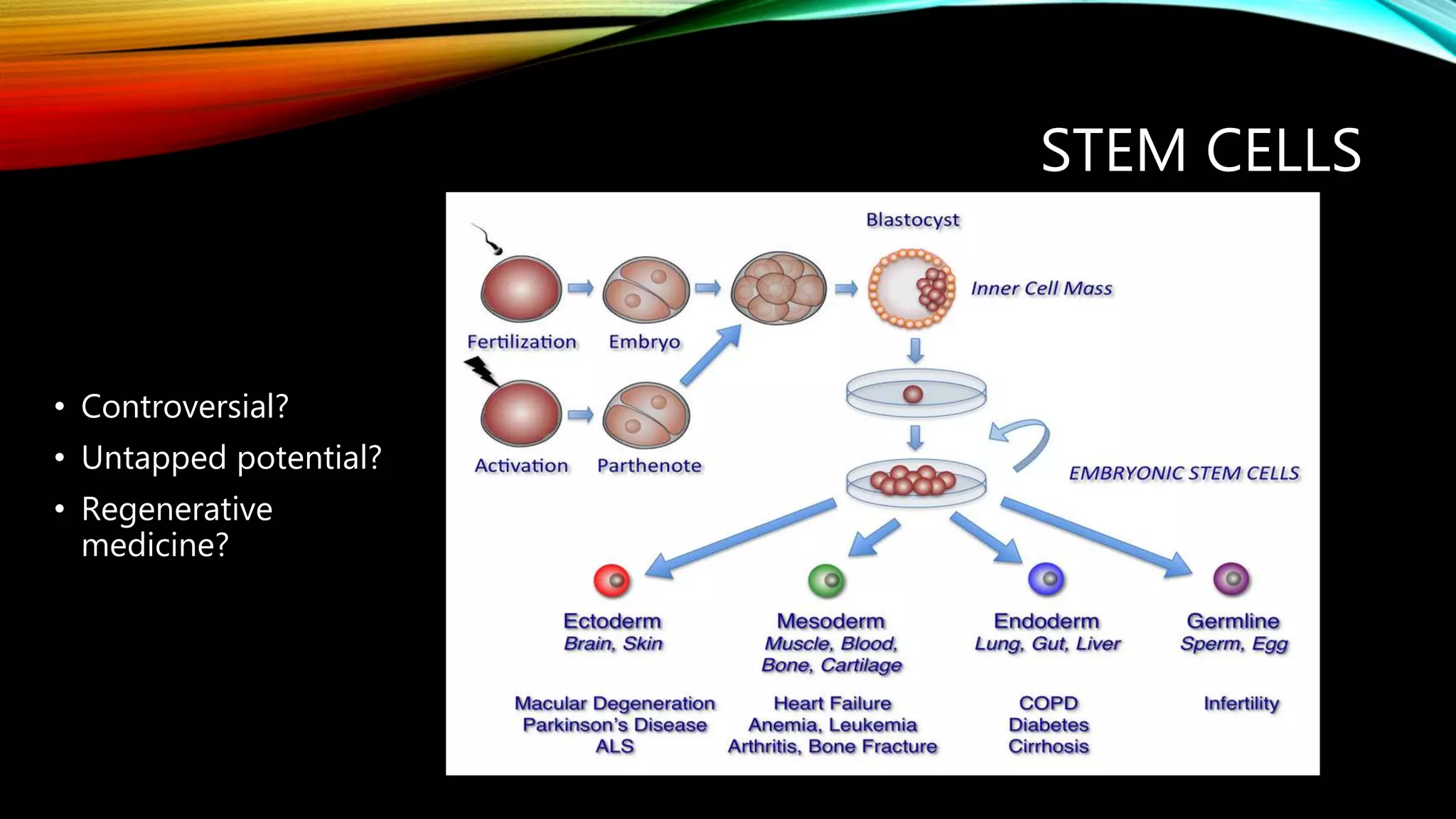 Stem cells | PPT