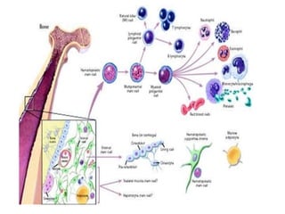 Stem cells basics | PPT