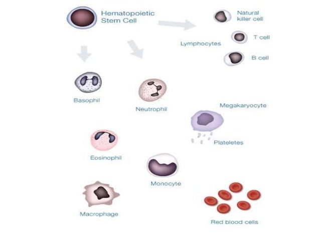 Stem cells basics