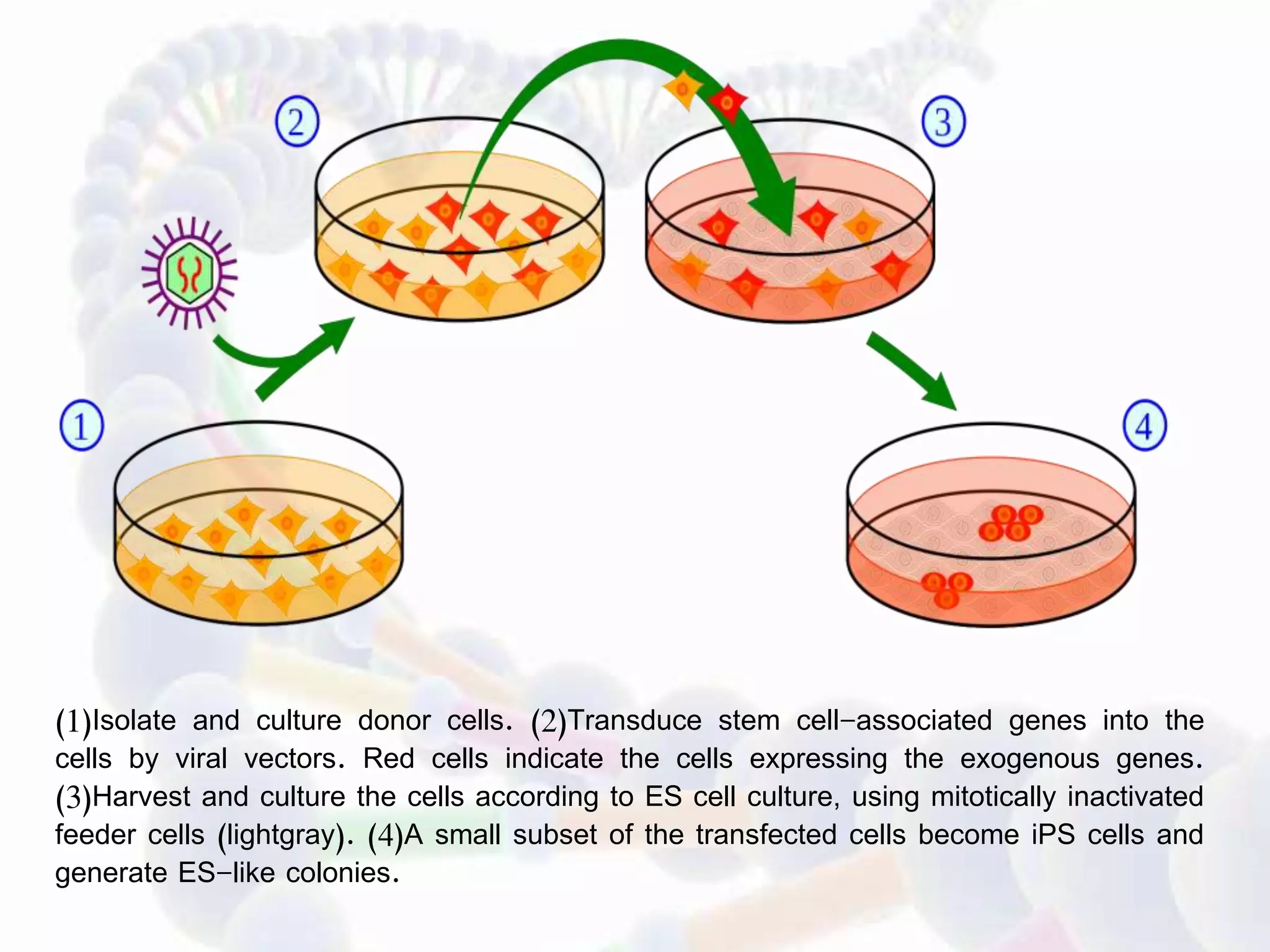 Stem cells | PPTX