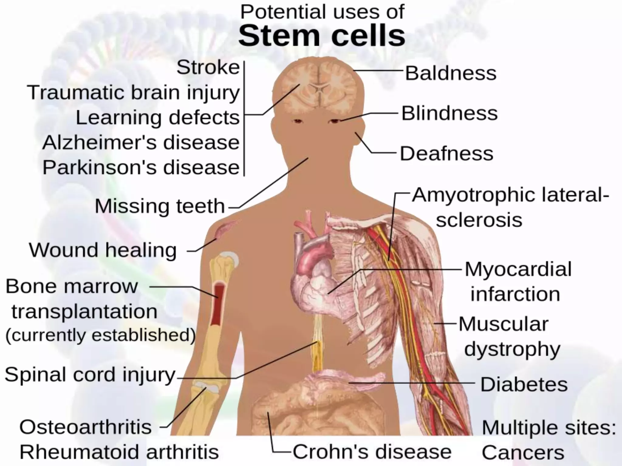 Stem cells | PPTX