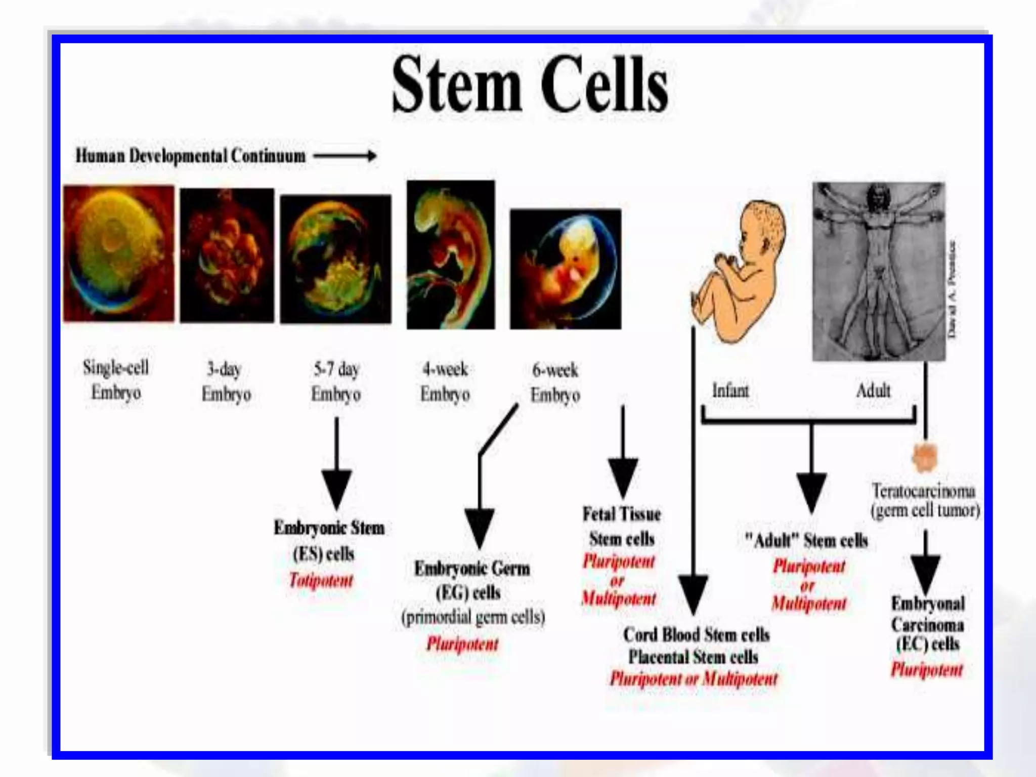 Stem cells | PPTX