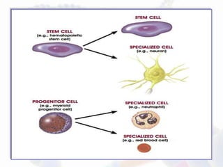 Stem cells | PPTX