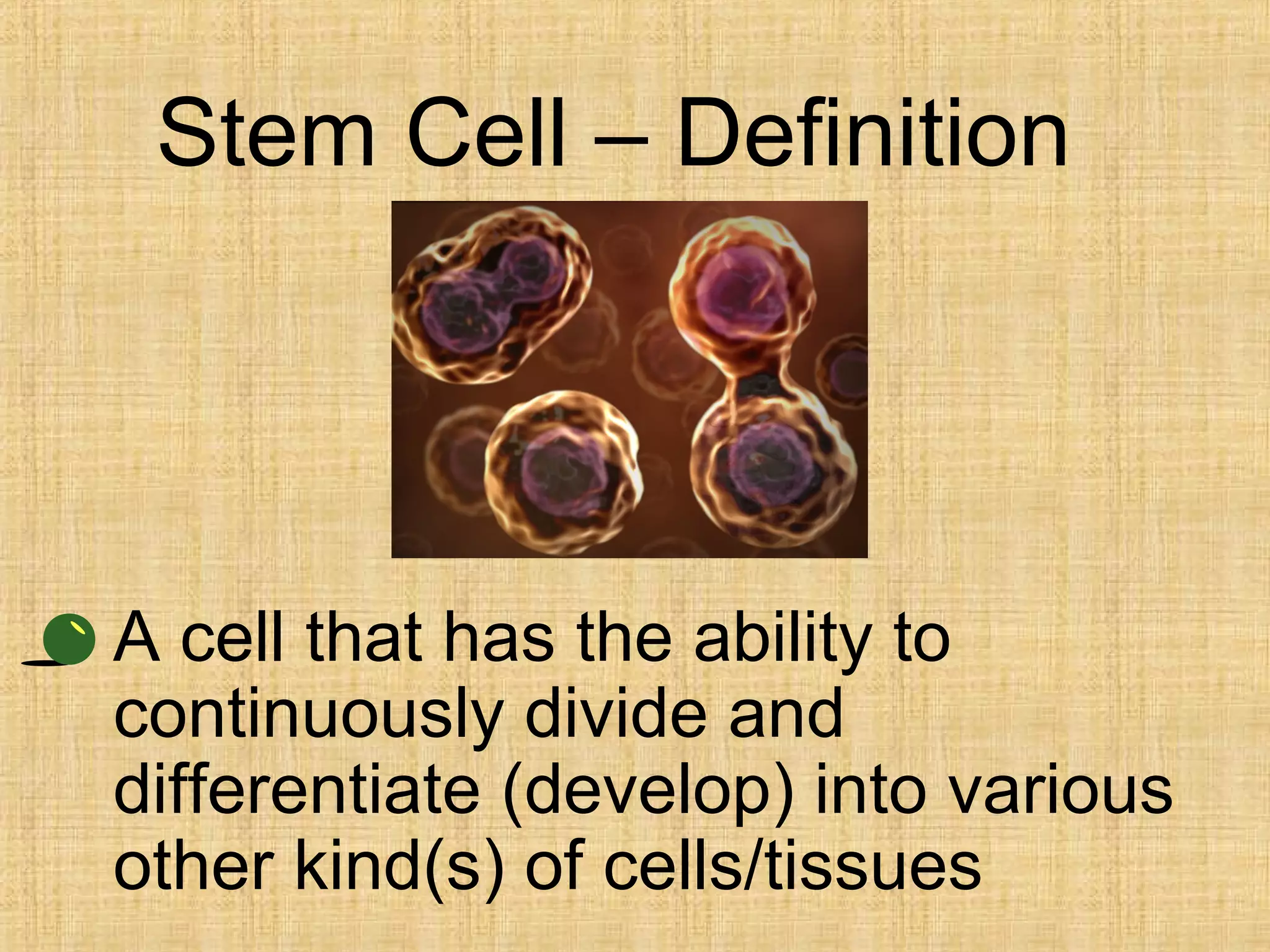Stem cells | PPT
