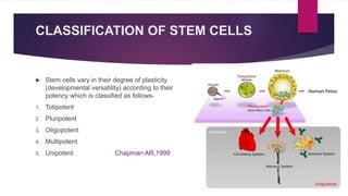 Stem cells in regeneration | PPTX