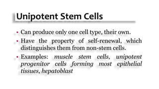 Stem Cells | PPTX