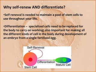 Stem cells | PPTX