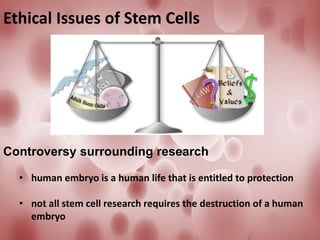 Stem cells | PPTX